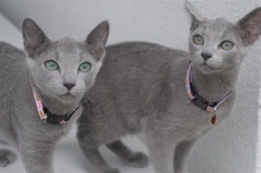 Austrian Kittens on The Catwalk